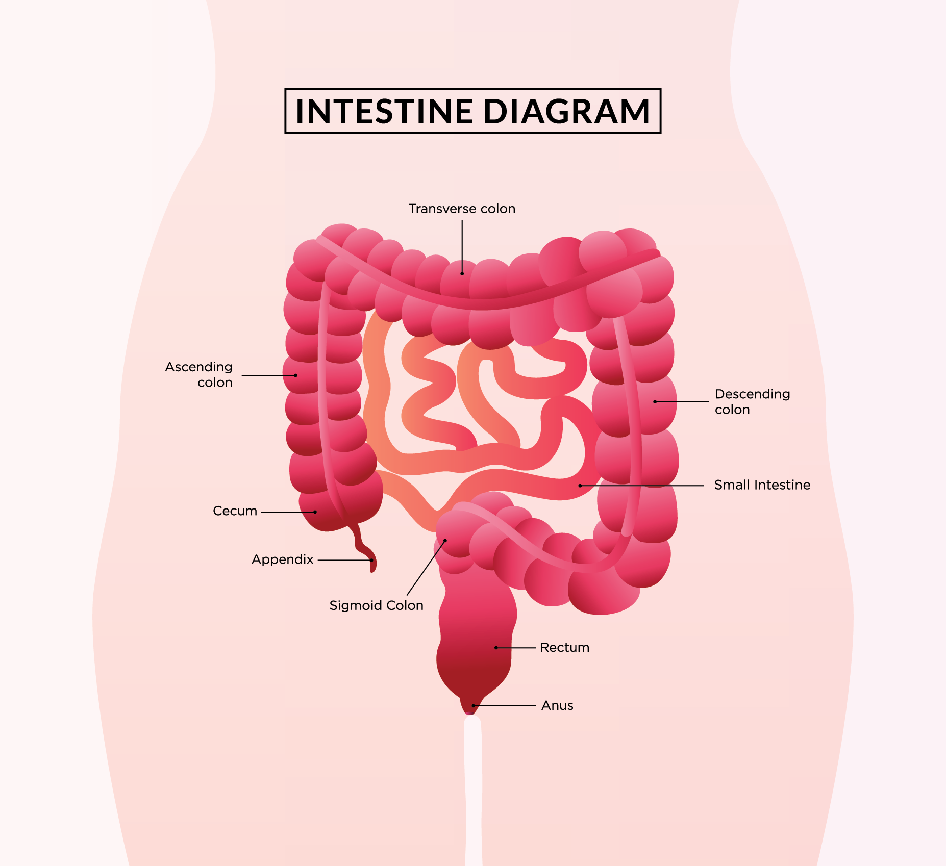 Colonoscopy – Crohn’s & Colitis Australia (CCA)